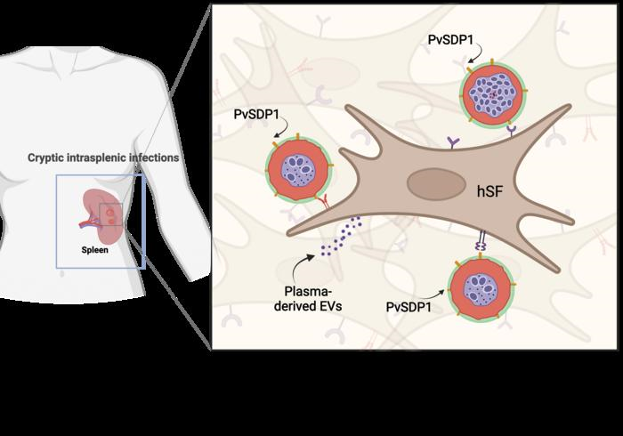 Scientists show the key role of spleen and extracellular vesicles in ...