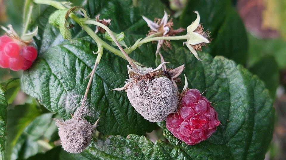 A novel mechanism of light regulating the development of Botrytis ...