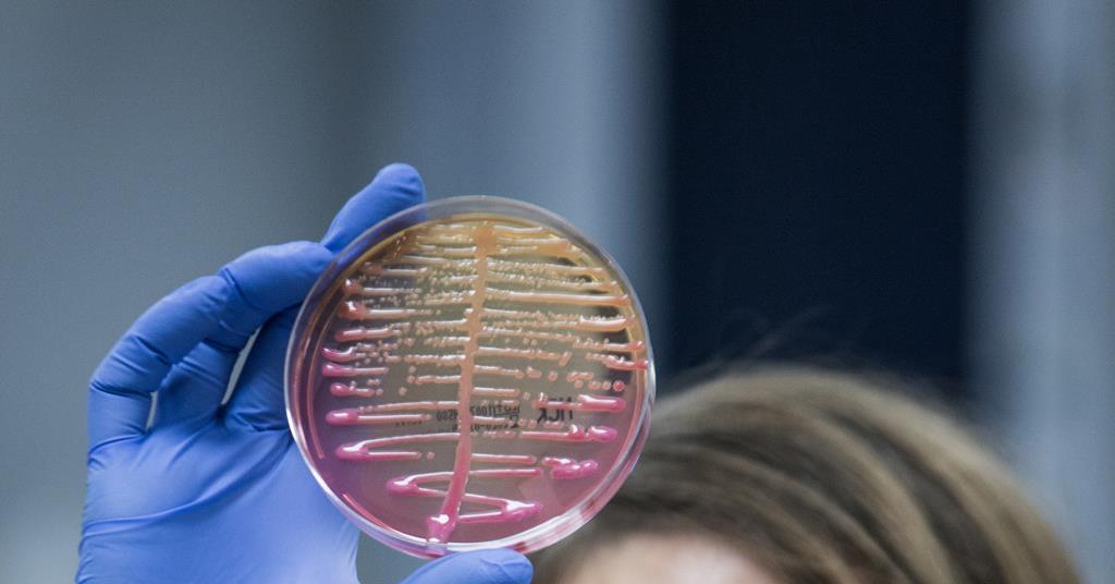 Under the microscope: the ESKAPE pathogens | Features | The Microbiologist