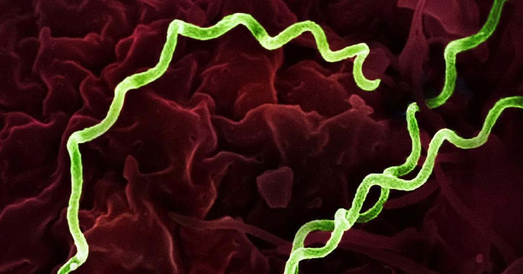 Syphilis cases are rising, but many people don’t know the symptoms ...