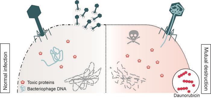 Scientists probe antiviral molecules in bacteria that target ...