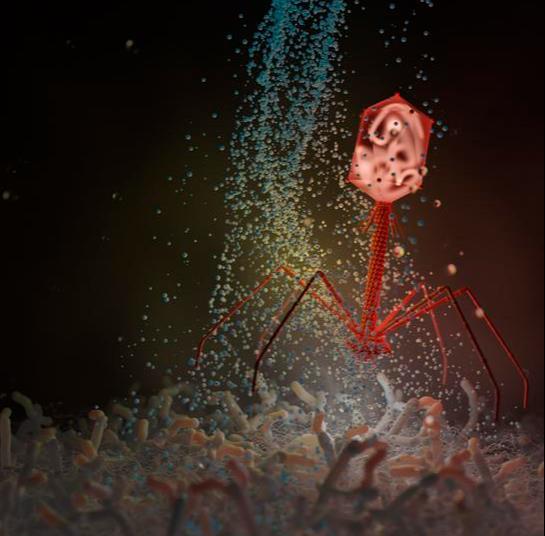 Scientists probe antiviral molecules in bacteria that target ...