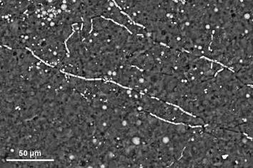 Discovery of ancient microfossil sheds light on adaptive evolution of ...