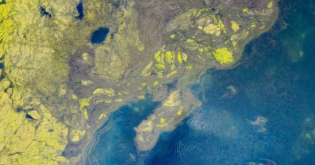 Microbial DNA sequencing reveals nutrient pollution and climate change ...