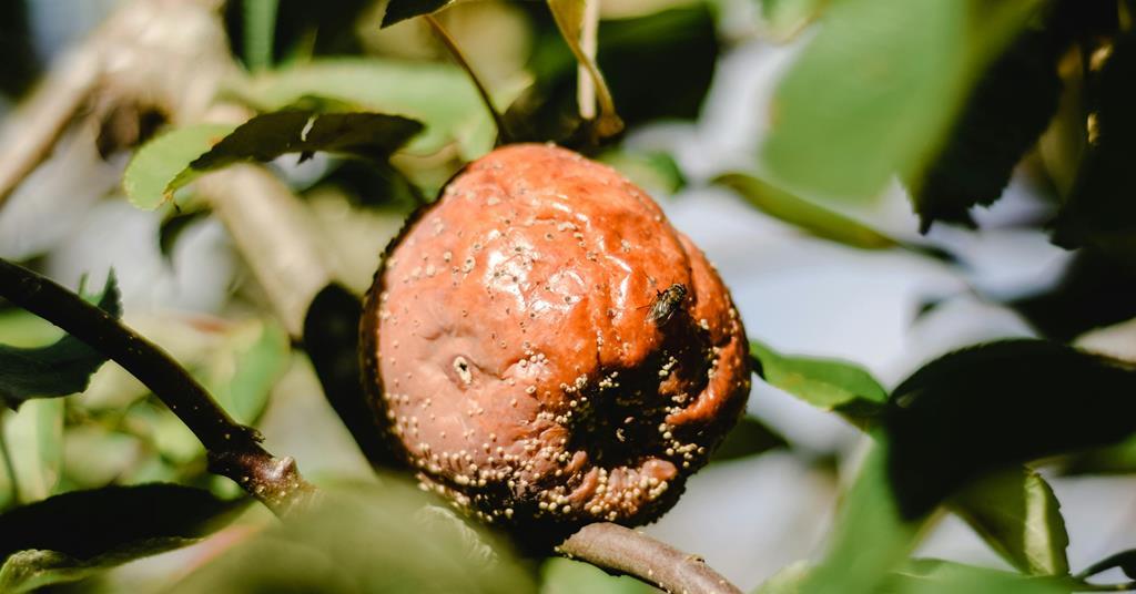 New biochar technology promises breakthrough in soil clean-up and crop ...