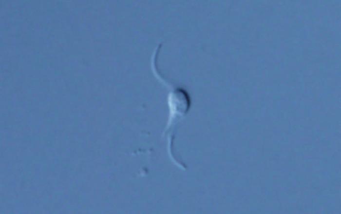 Researchers discover unusual new marine flagellate | News | The ...