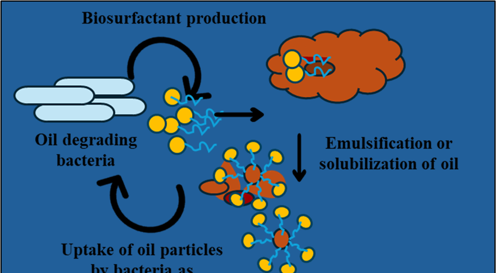 Biosurfactants for oil spill bioremediation | Features | The Microbiologist