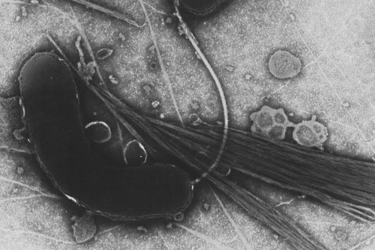 Improved oral cholera vaccine achieves WHO PQ | News | The Microbiologist