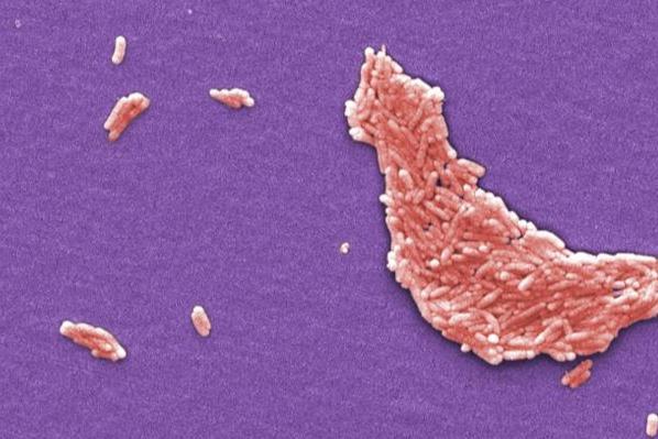 Bacterial signaling molecule that choreographs flip between biofilm and ...