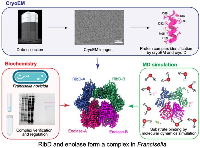Study unveils structure, identification and characterization of the ...