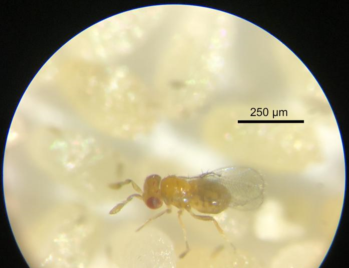 Discovery of bacterial proteins that induce asexual reproduction in ...