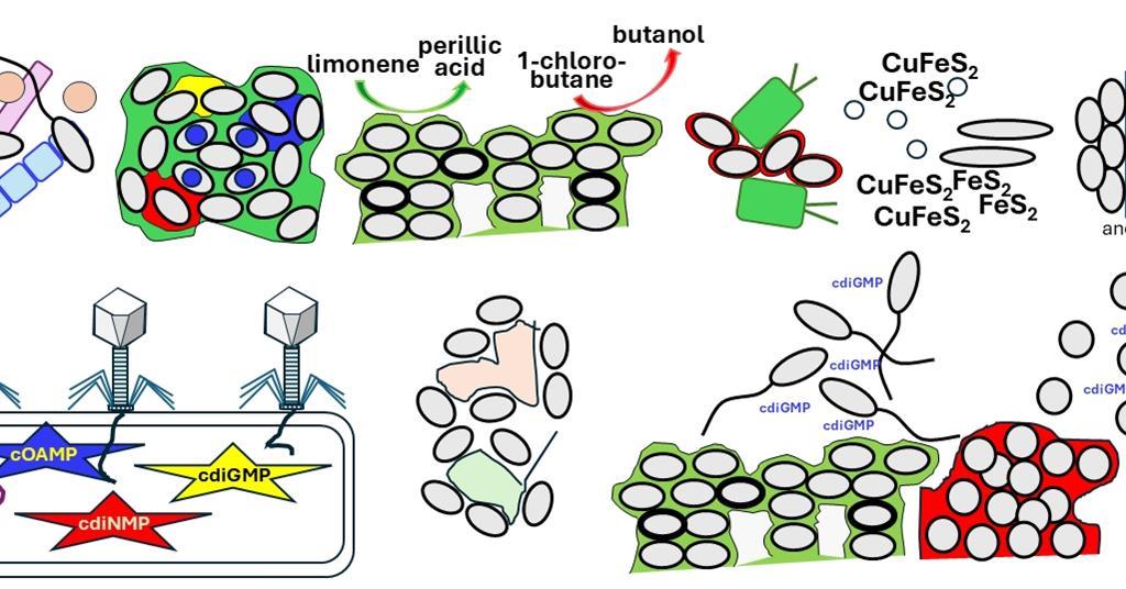 Bacterial signaling molecule that choreographs flip between biofilm and ...