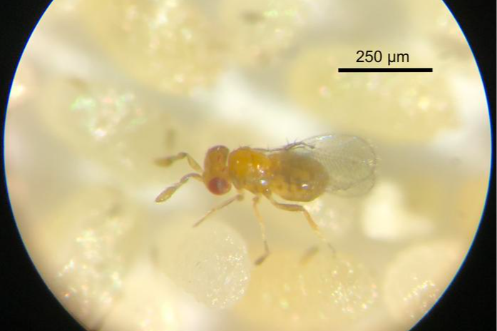 Discovery of bacterial proteins that induce asexual reproduction in ...