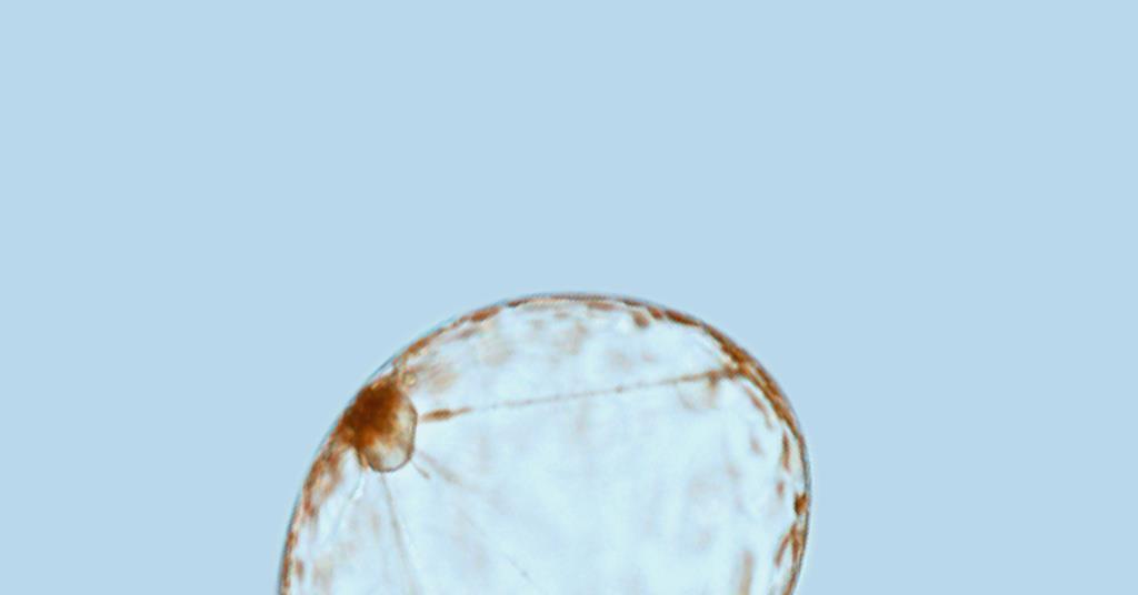 Plankton balloon to six times their size in newly discovered mode of ...