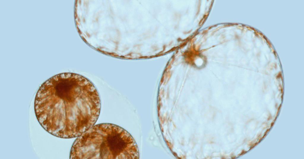 Plankton balloon to six times their size in newly discovered mode of ...