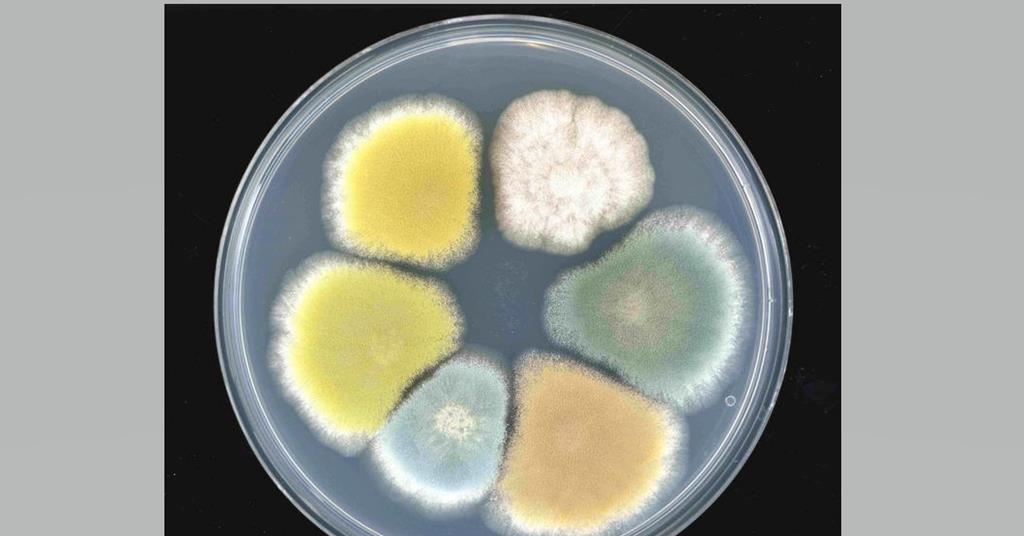 Scientists break the mould by creating new colours of ‘blue cheese ...