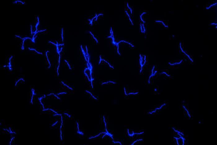 Louse-borne relapsing fever: How the pathogen evades the immune system ...