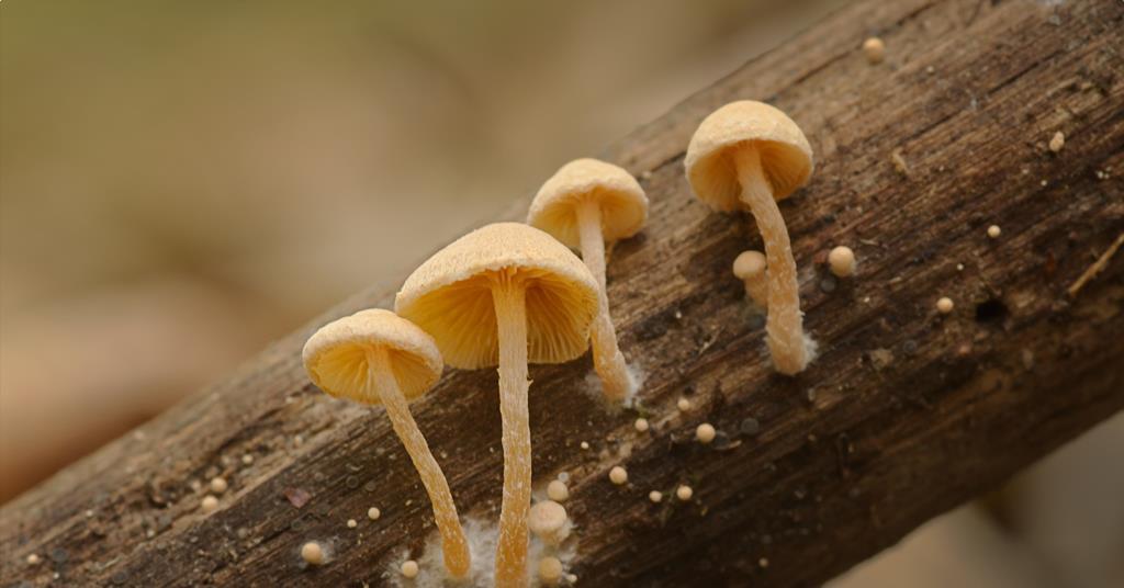 5 Examples Of Fungi