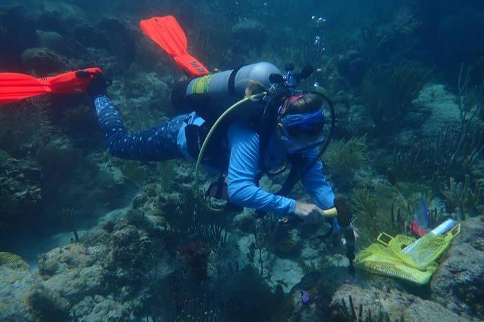 Seawater microbes offer new, non-invasive way to detect coral disease ...