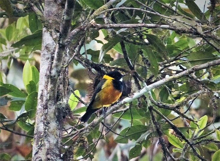 Symbiosis between bacteria and toxic bird yields discovery of new ...