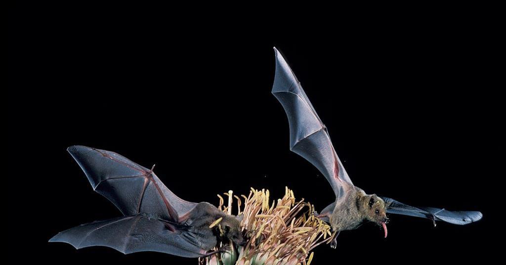 Bat genome signposts new potential pathway to fight viruses with ...