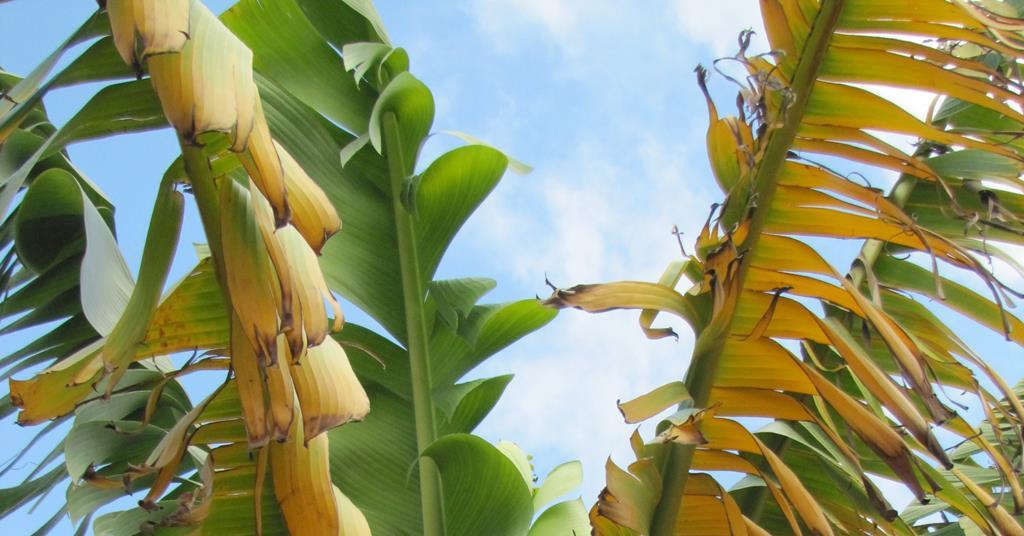 The banana apocalypse is near, but biologists might have found a key to ...