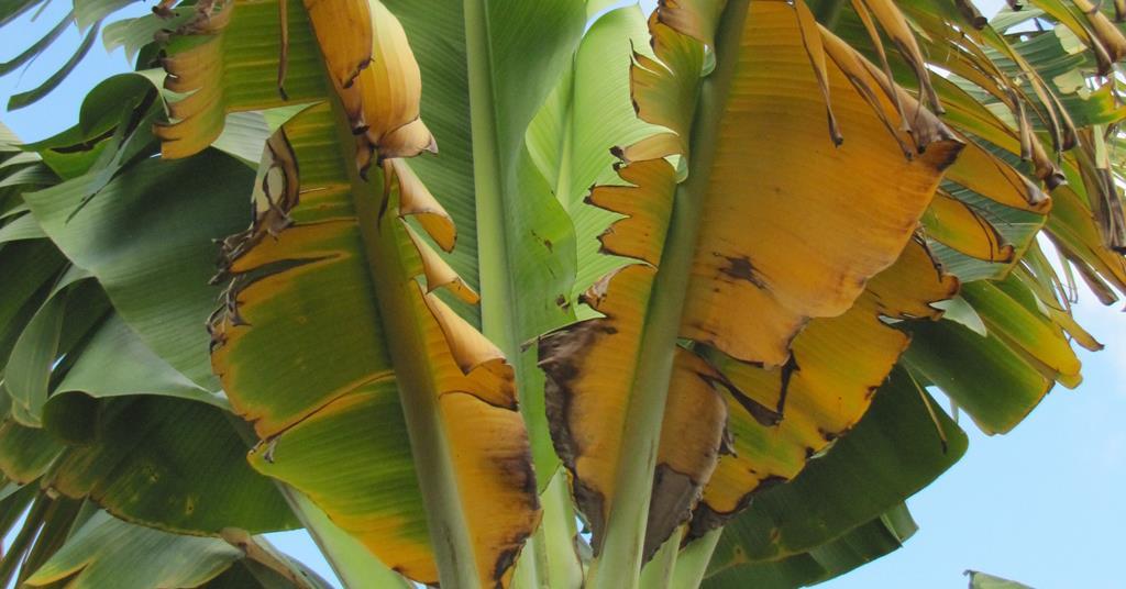 The banana apocalypse is near, but biologists might have found a key to ...