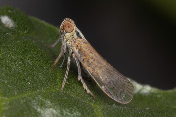 New super pest combines broad spectrum of microbes | News | The ...