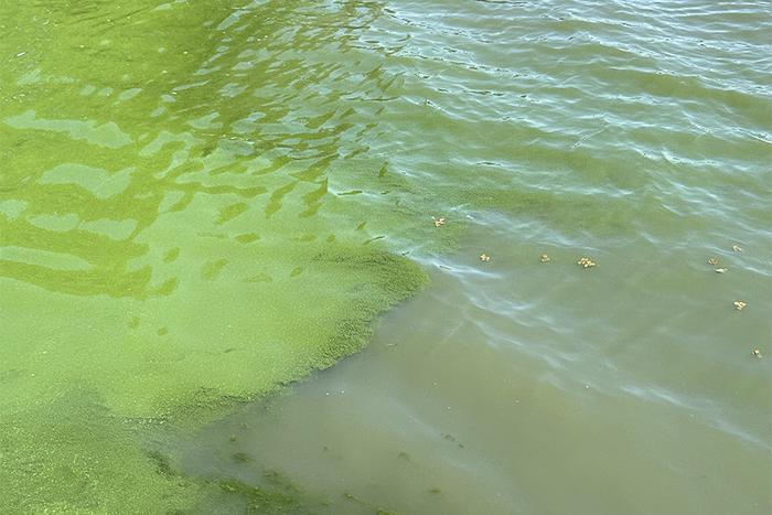 Researchers discover genetic collaboration in harmful algae | News ...