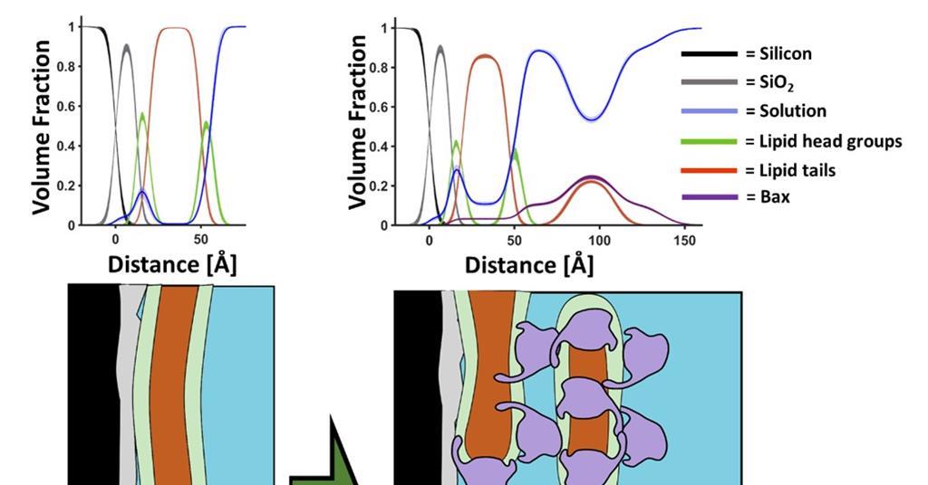 Revealing cell membrane architecture with neutron scattering at the ...