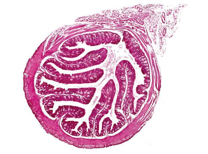 ‘Good’ gut bacteria boost placenta for healthier pregnancy | News | The ...