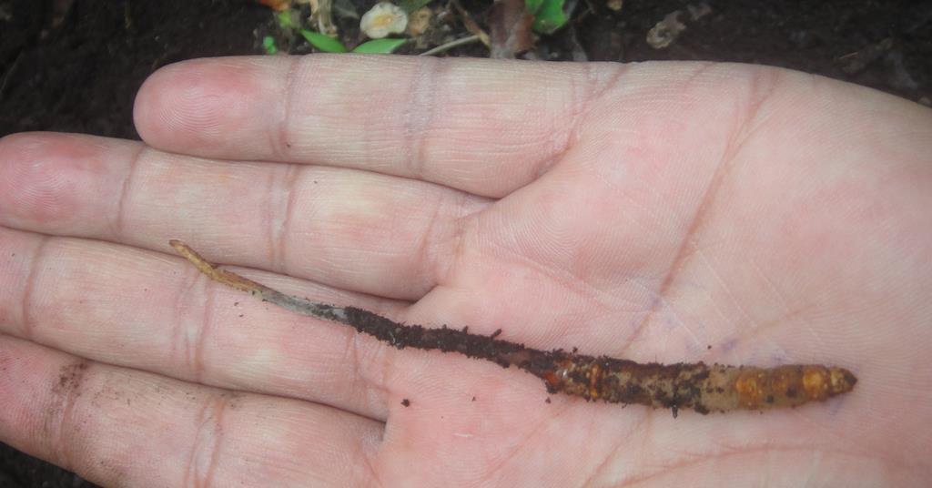 New species of insect-parasitising fungus discovered in lower Himalayas ...