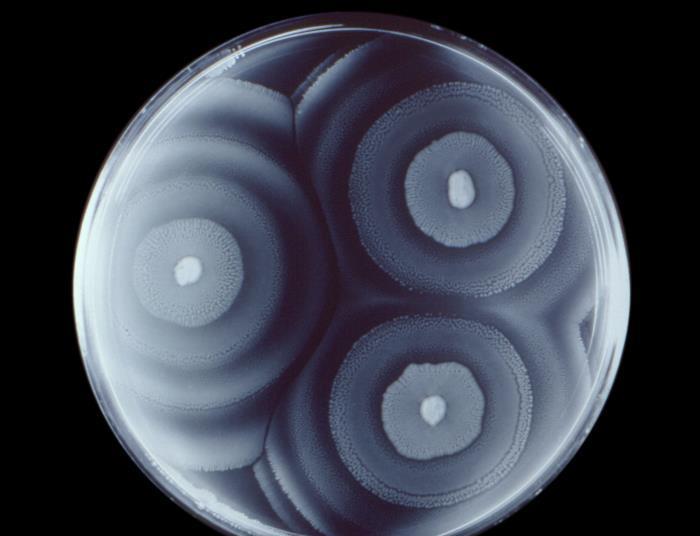 Experimental mapping of bacterial growth reveals evolutionary and ...