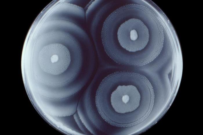 Experimental mapping of bacterial growth reveals evolutionary and ...