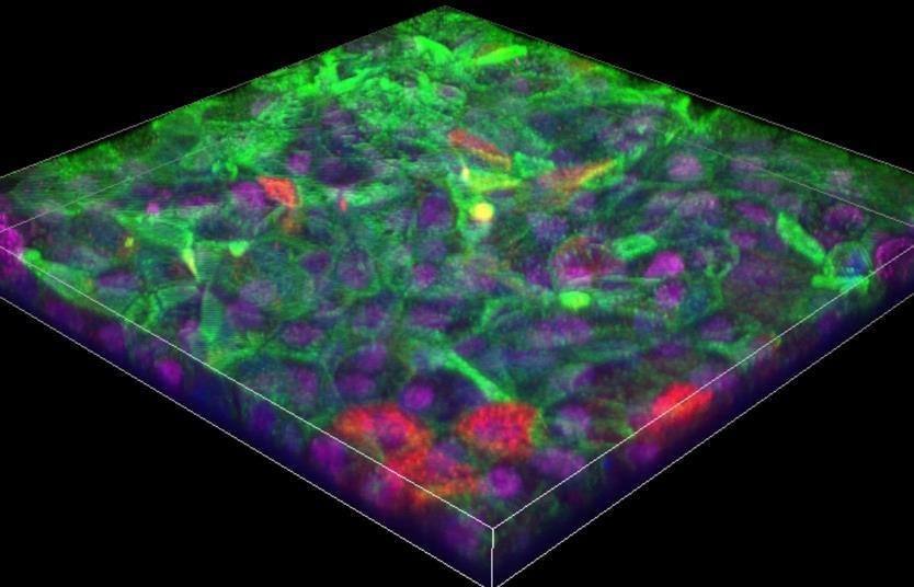 A realistic ‘micro-gut’ model reflects the relationship between gut ...