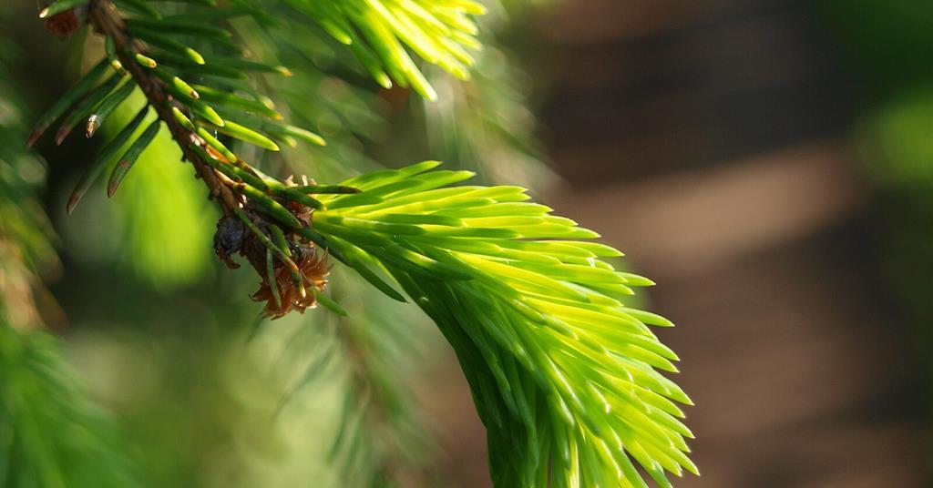 Golden spruce trees: Gold forms nanoparticles in the needles – bacteria ...