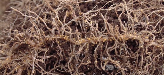 Microbes revealed as missing link in potato cyst nematode cycle | News ...