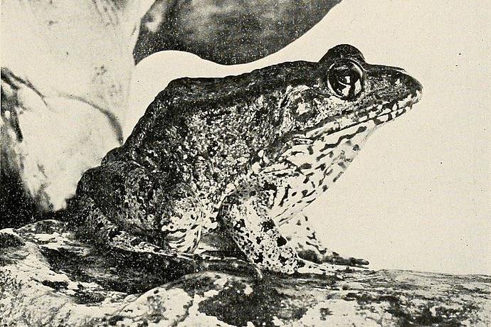 Deadly frog disease more prevalent in central Florida than expected ...