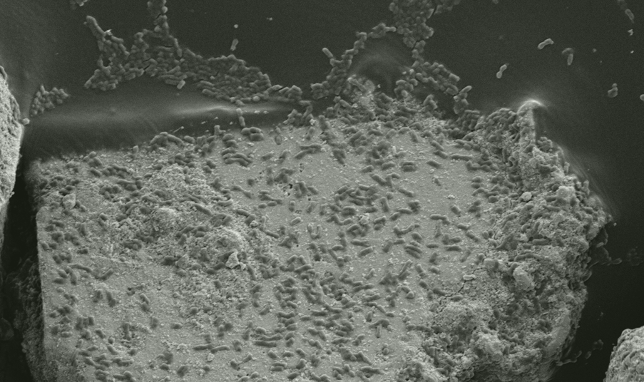 Bioleaching bacteria exploit cracks to form biofilms on REE rocks | The ...