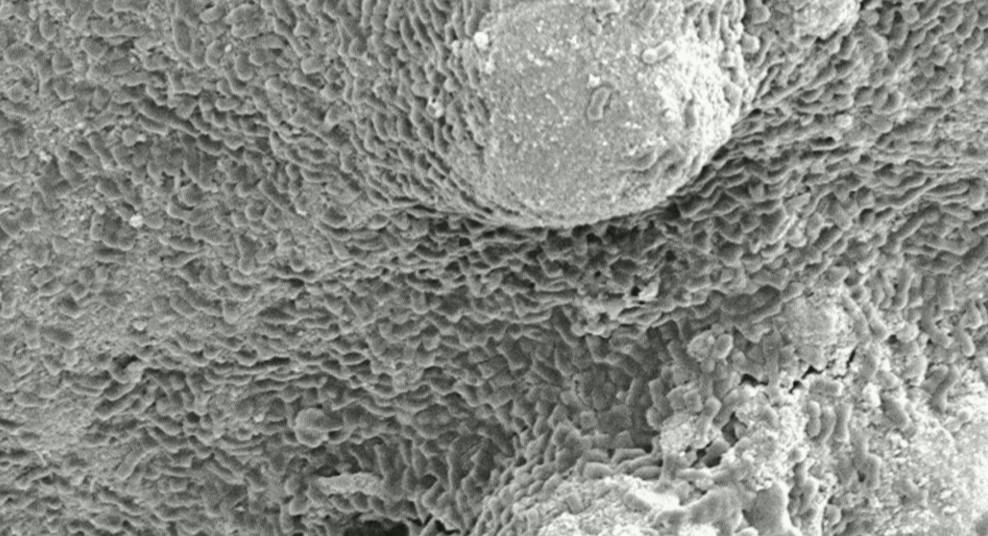 Bioleaching bacteria exploit cracks to form biofilms on REE rocks | The ...