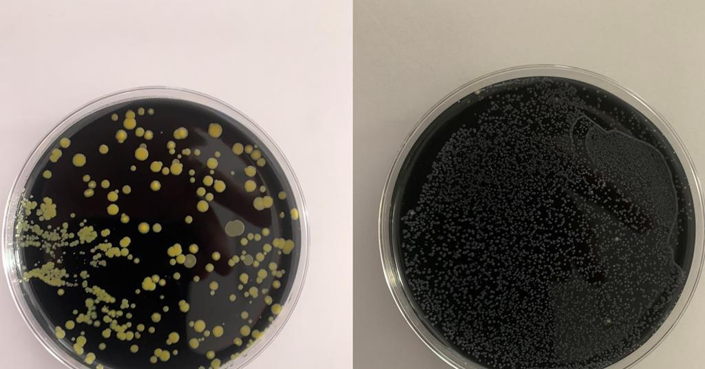 Changing the culture of Legionella testing | Features | The Microbiologist