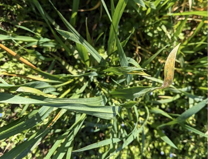 Fungal resistance in wheat: preserving biodiversity for food security ...