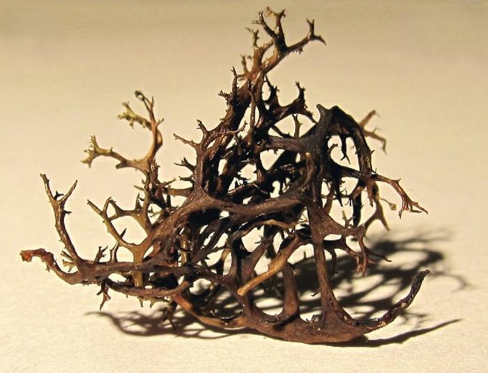 A step towards life on Mars? Lichens survive Martian simulation in new ...