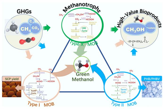 Methane eating microbes turn a powerful greenhouse gas into green ...