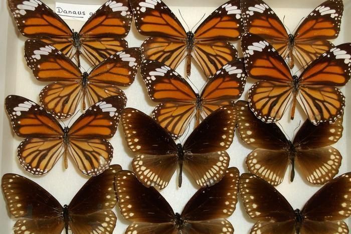 Museum collections reveal worldwide spread of butterfly disease | News ...