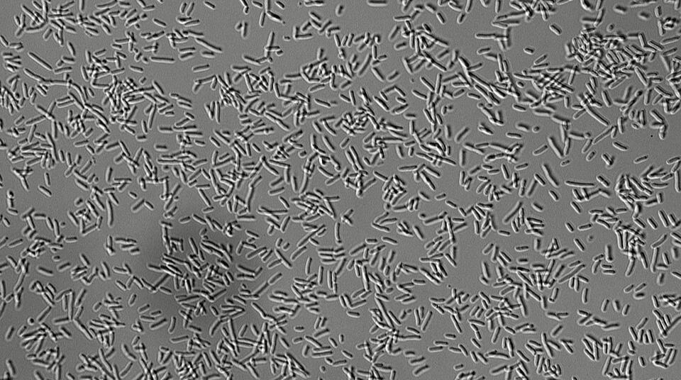 Scientists discover ‘consortium’ of bacteria cooperating to eat ...