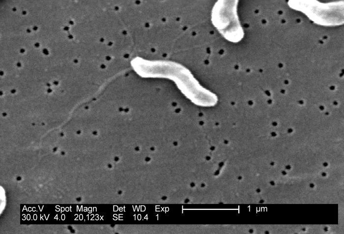 Understanding bacterial motors may lead to more efficient nanomachine ...
