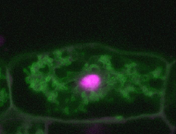 Scientists illuminate ancient plant-fungus partnership at molecular ...