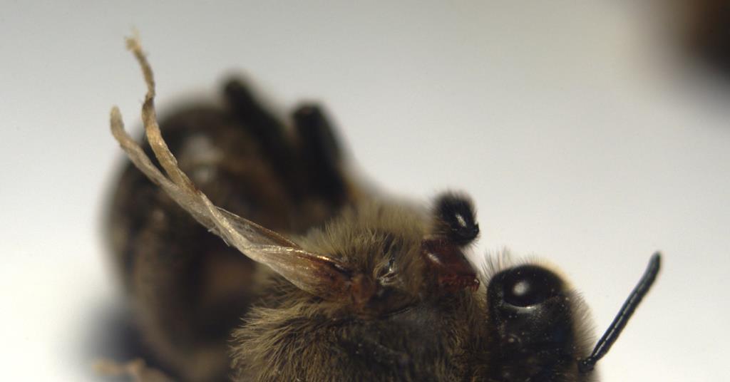 Research on bee virus origins uncovers buzz-worthy breakthrough | News ...