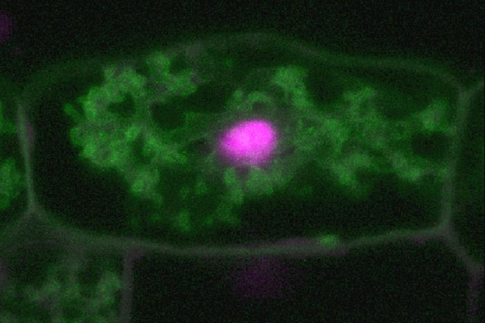 Scientists illuminate ancient plant-fungus partnership at molecular ...